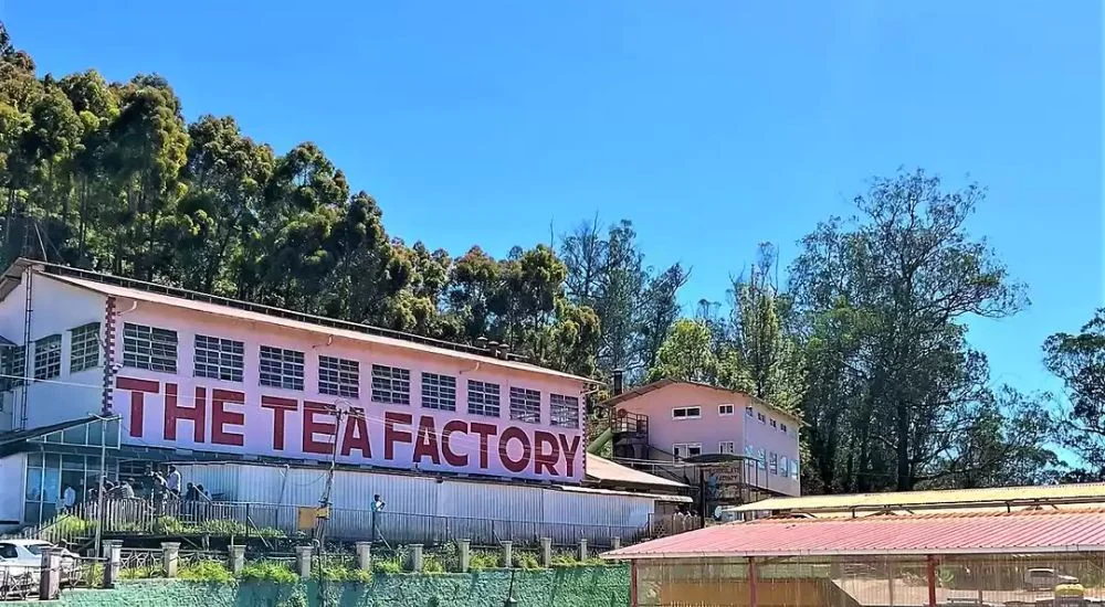 the tea factory - Tempo Traveller Blog